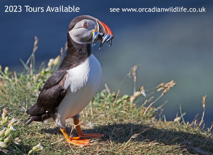 Orkney Mainland And Islands Orcadian Wildlife