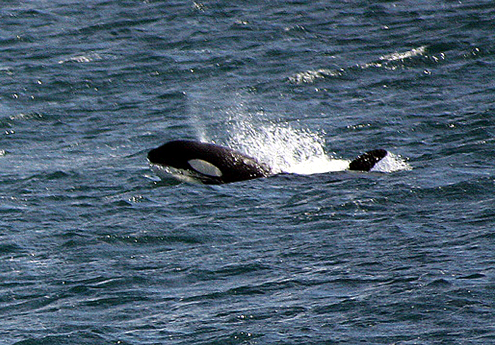 Orcadian Wildlife – Experiences and Sights You'll Talk About Long After ...