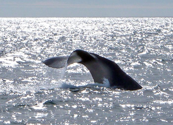 Cetaceans in Orkney – Orcadian Wildlife