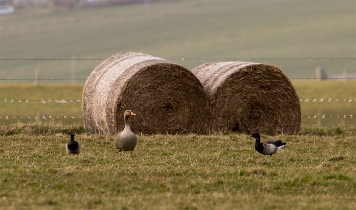 Wildlife Log – Orcadian Wildlife